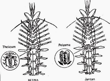 Biologi Udang Windu | Berternak Lele