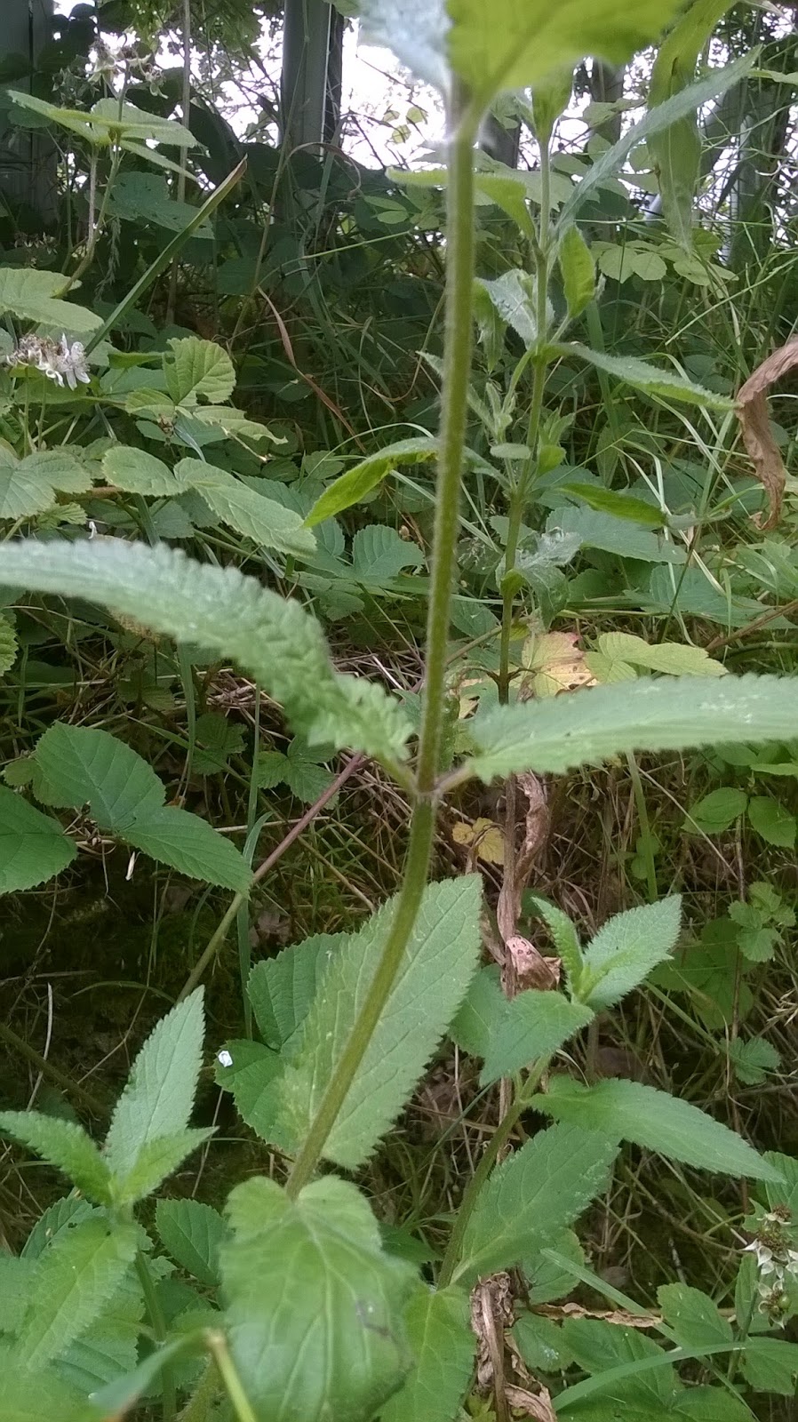 Botanising in Huntingdonshire, Yorkshire and Beyond: Hybrid Woundwort