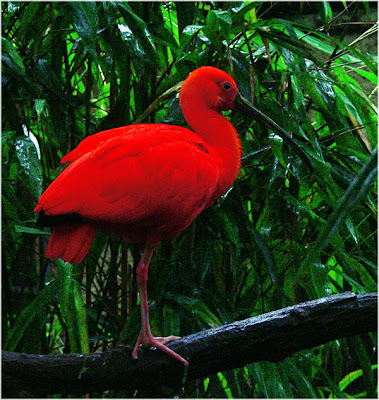 FOTO NATURA HUESCA 2: IBIS ROJO eudocimus ruber Carl von Linné, 1758 ...