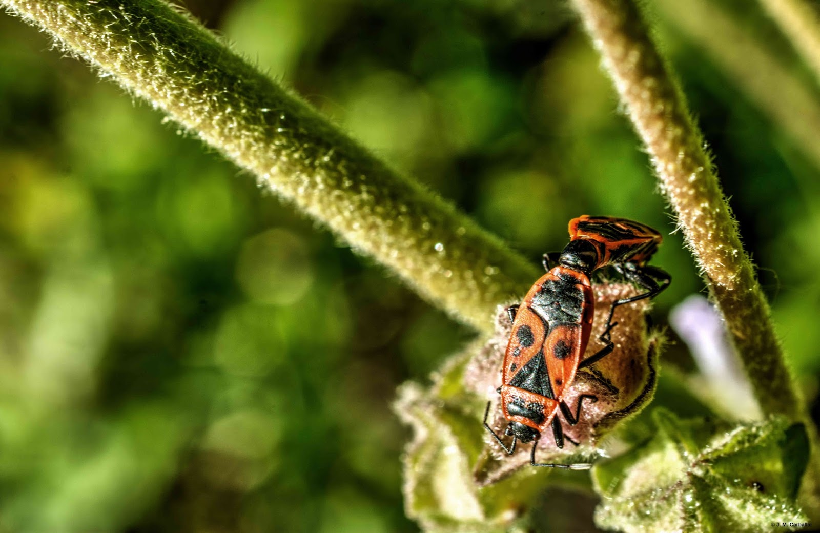 El Blog de Isa y Juan: Pyrhocoris apterus: la chinche roja de fuego