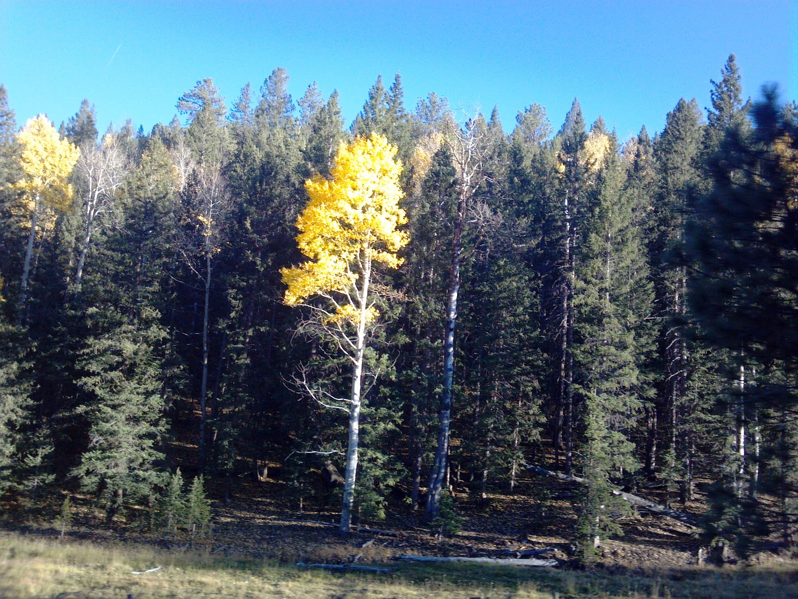San Isabel Fall 2012 Photo Tour (Aspen, Colorado City: homes, live ...