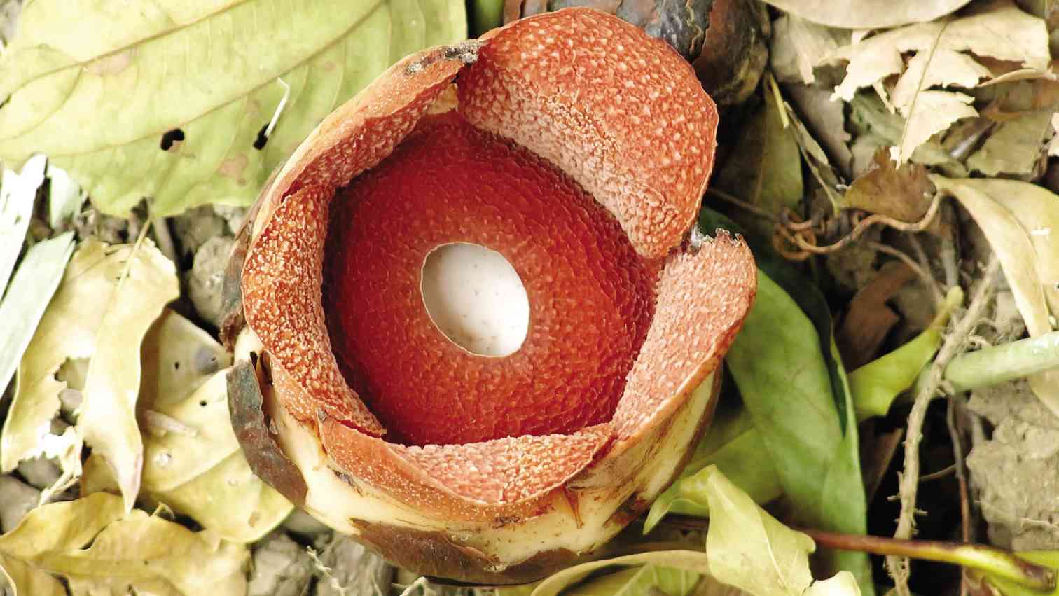 One species a day: A new carrion plant: Rafflesia consueloae
