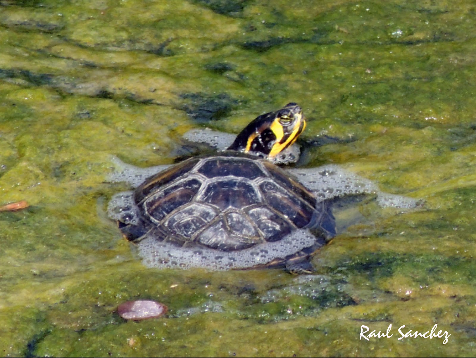 Naturaleza Viva : Tortuga de Florida (California)