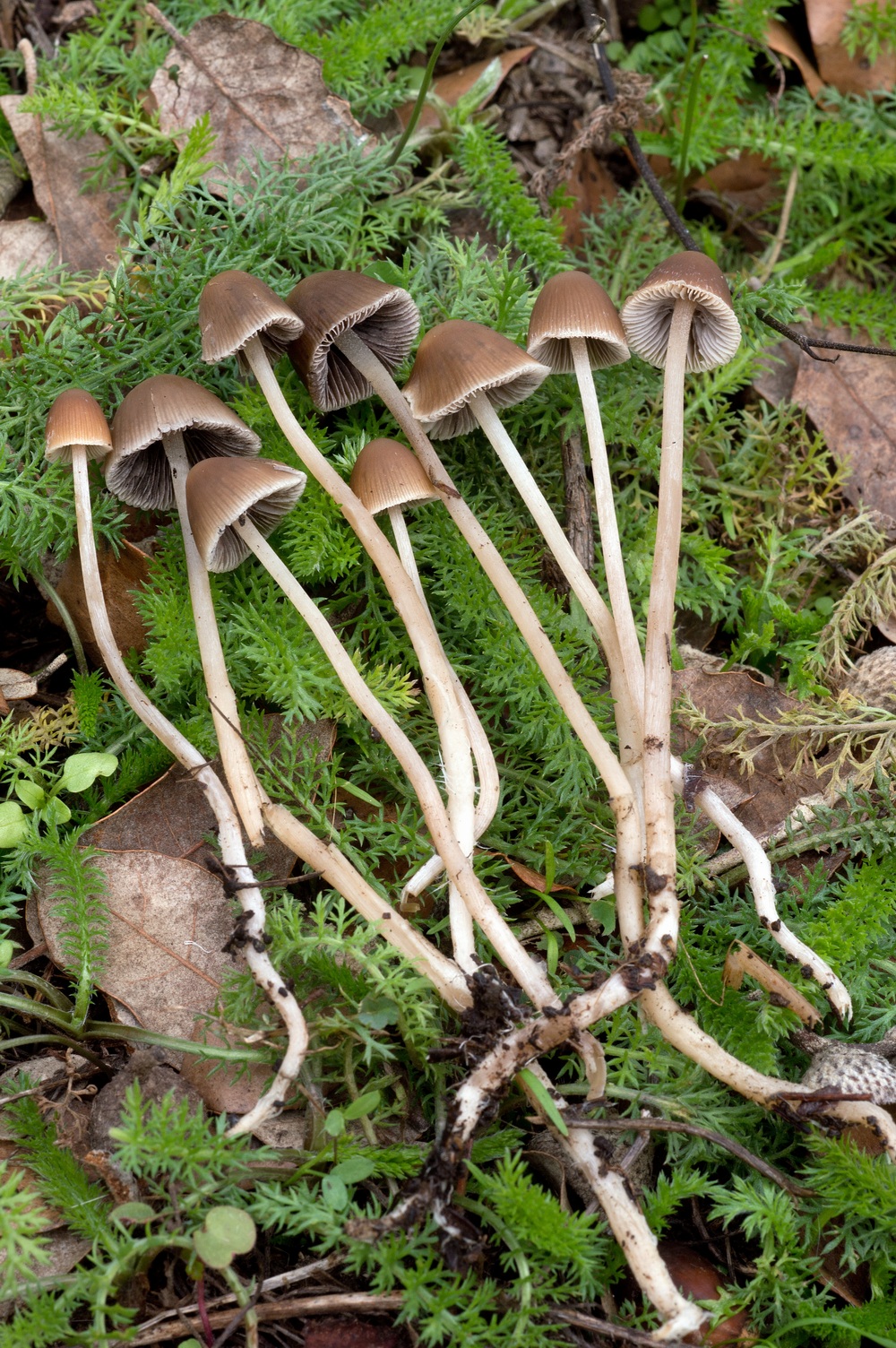 Psathyrella microrhiza (Lasch) Konrad & Maubl. • CEMAS