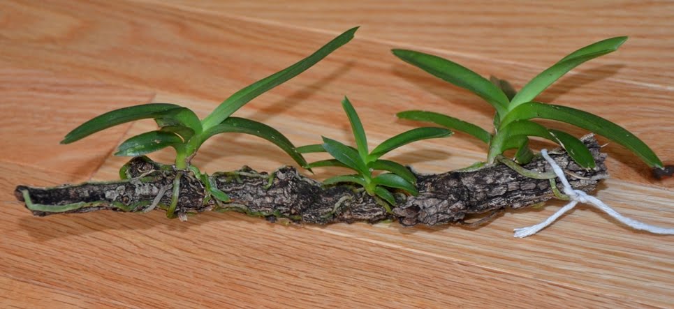 Vanda Babies - Orchid Board - Most Complete Orchid Forum on the web