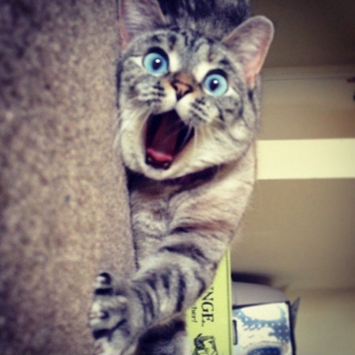 Beautiful shocked Cute blue eyes kitty ~ The Animals Planet