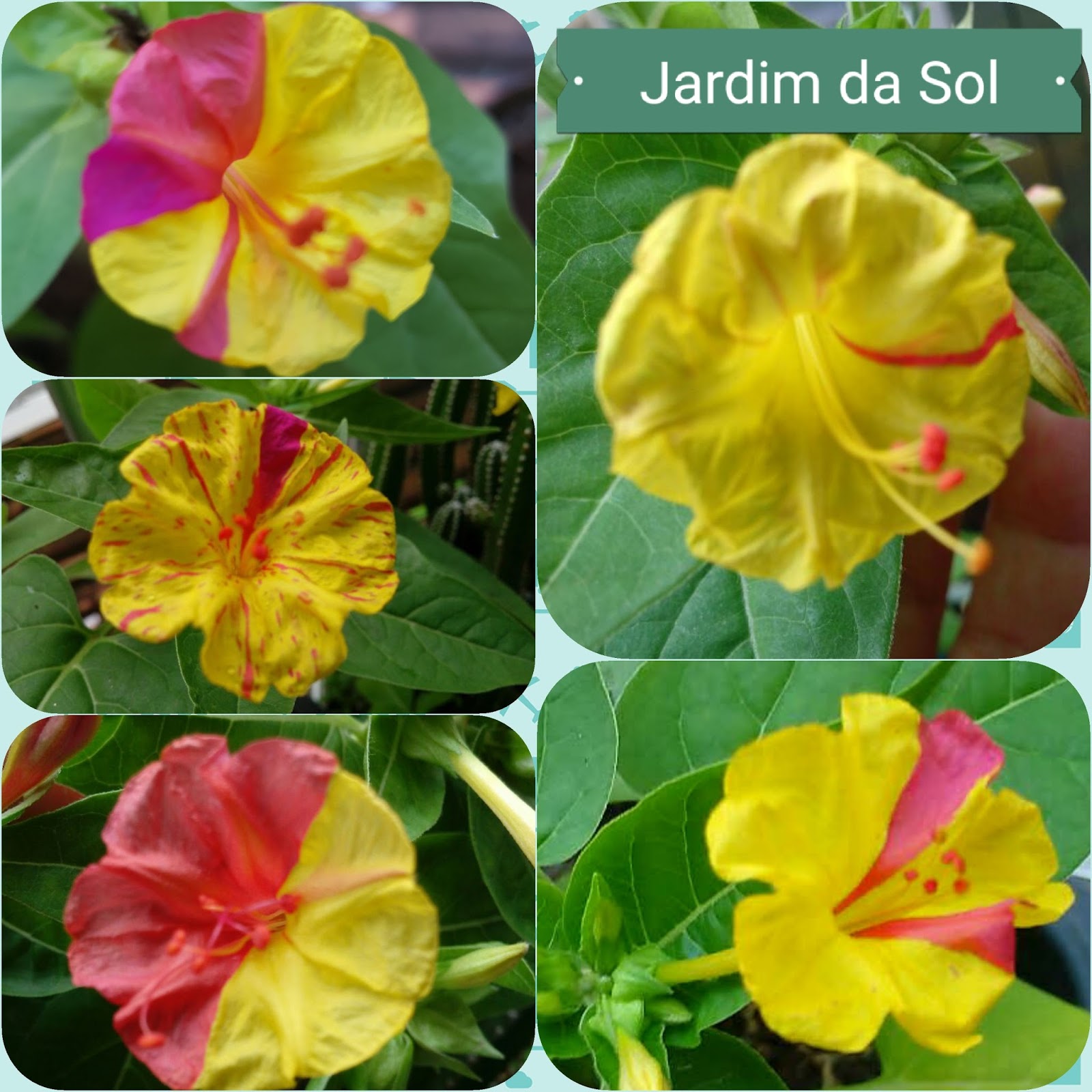 SolFirmino: Maravilha