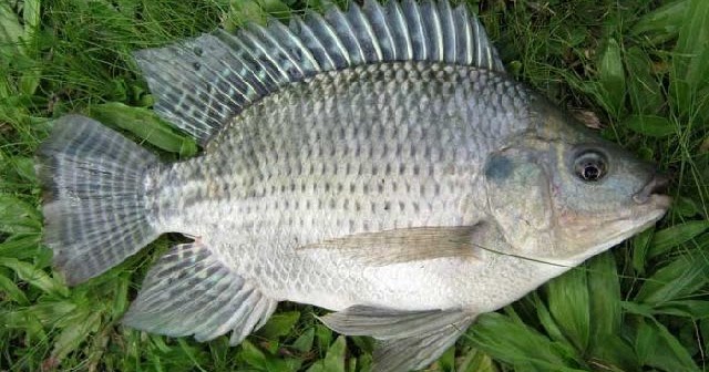 Klasifikasi Morfologi Ikan Nila Lengkap Dengan Gambar - cara ternak ikan