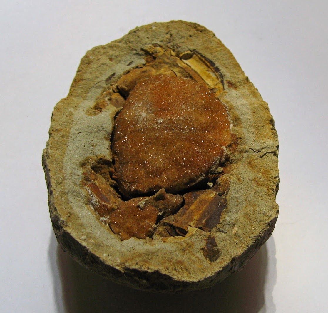 koinkunoantik: Intermezzo : Fosil Kepiting ( Batu Cadas ) - TERJUAL