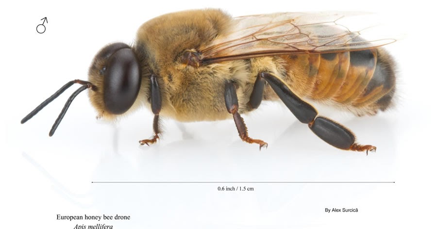 CORONA APICULTORES: LA MATANZA DE LOS ZÁNGANOS