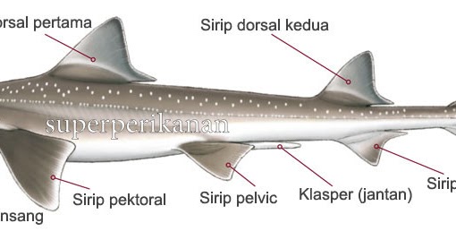 Jumlah Sirip pada Ikan Beserta Fungsinya - Potal Ikan