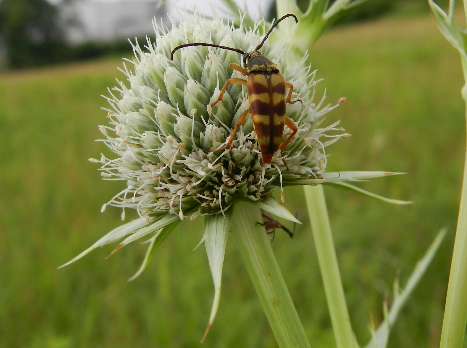 aubunique: Numerous insects use the flowers of the Rattlesnake master