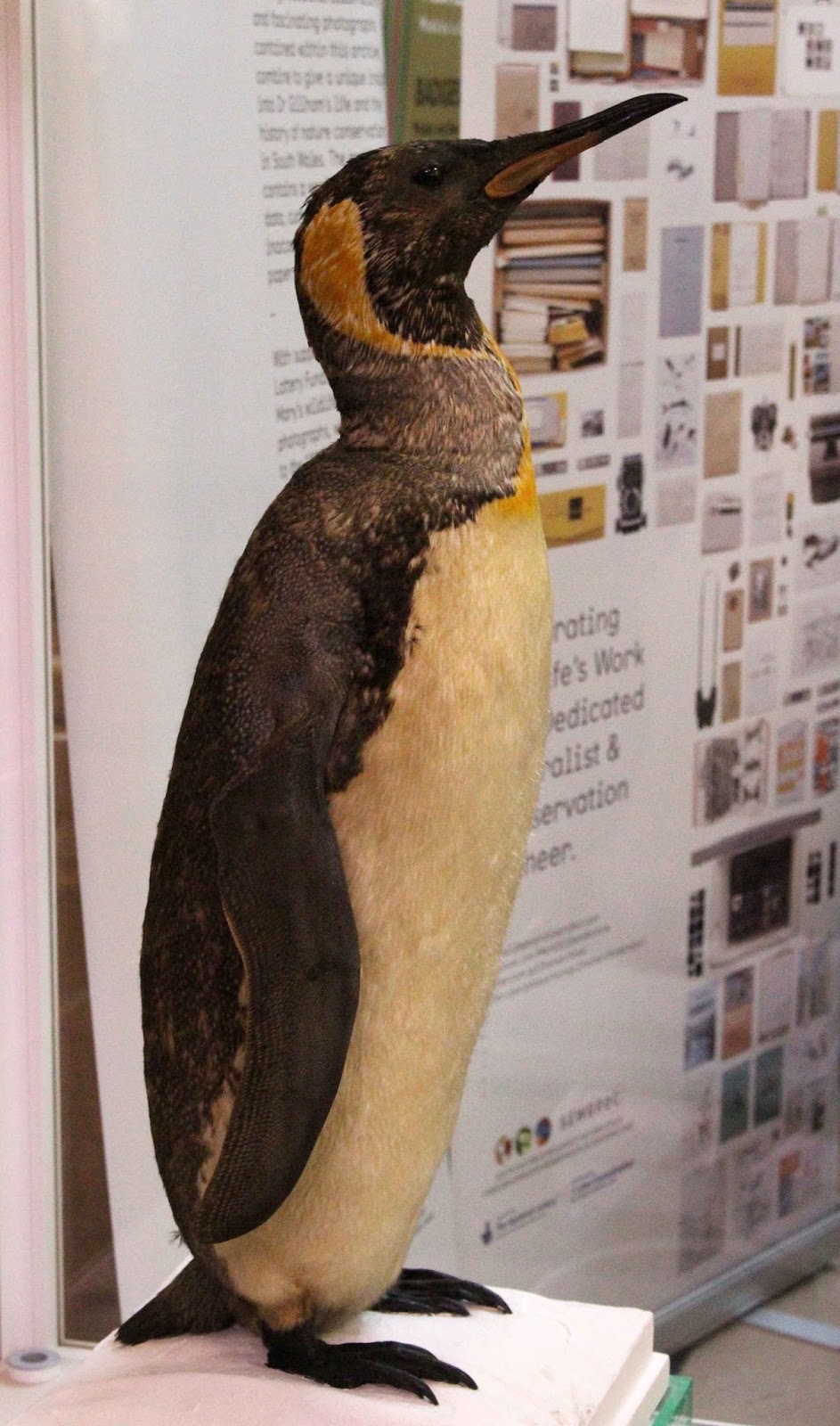 sconzani: ‘Dedicated Naturalist’: Shackleton’s Penguin