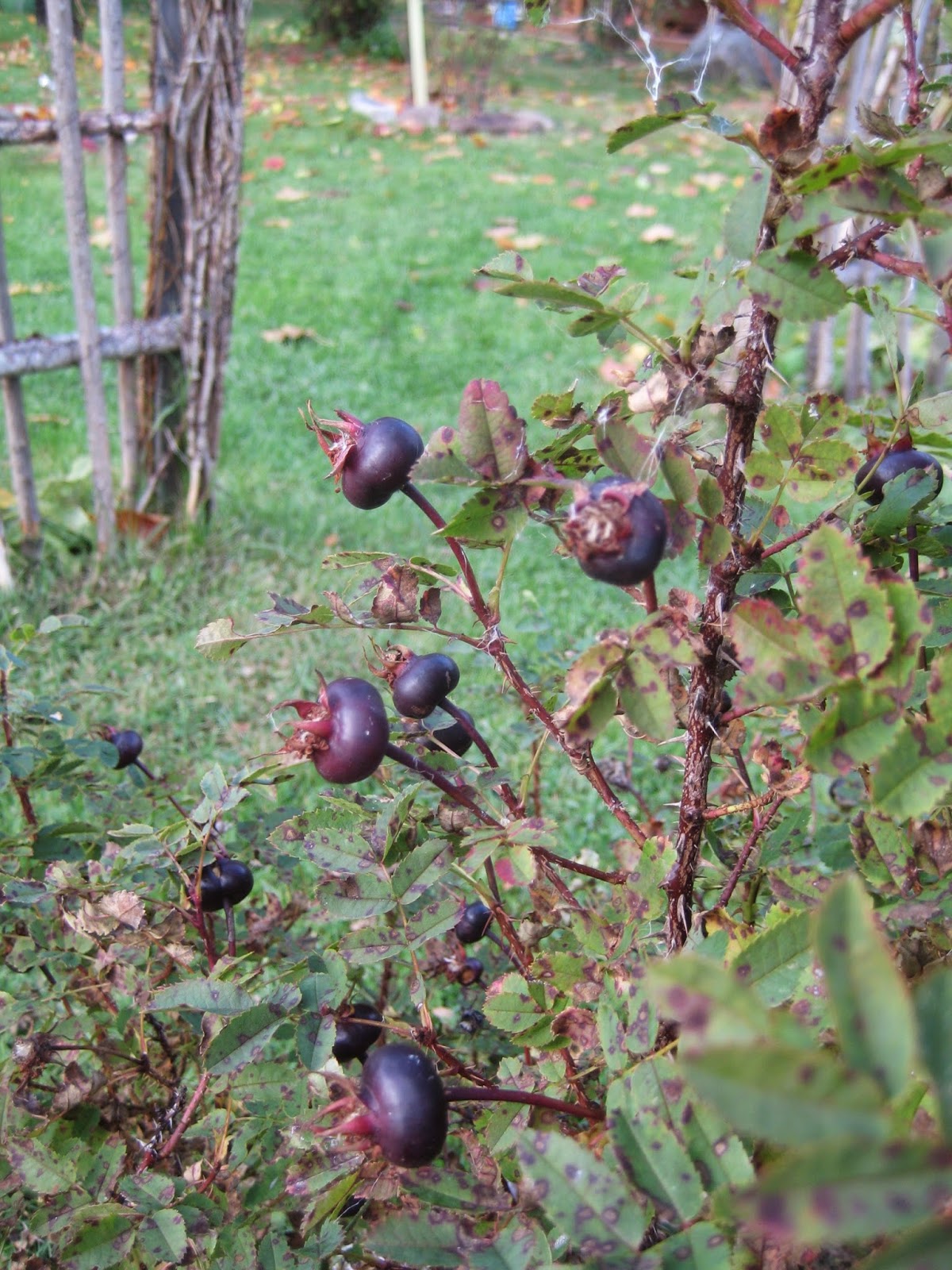 Metsätontun Ruusutarha: Ruusun rikkaus kiulukoissa!