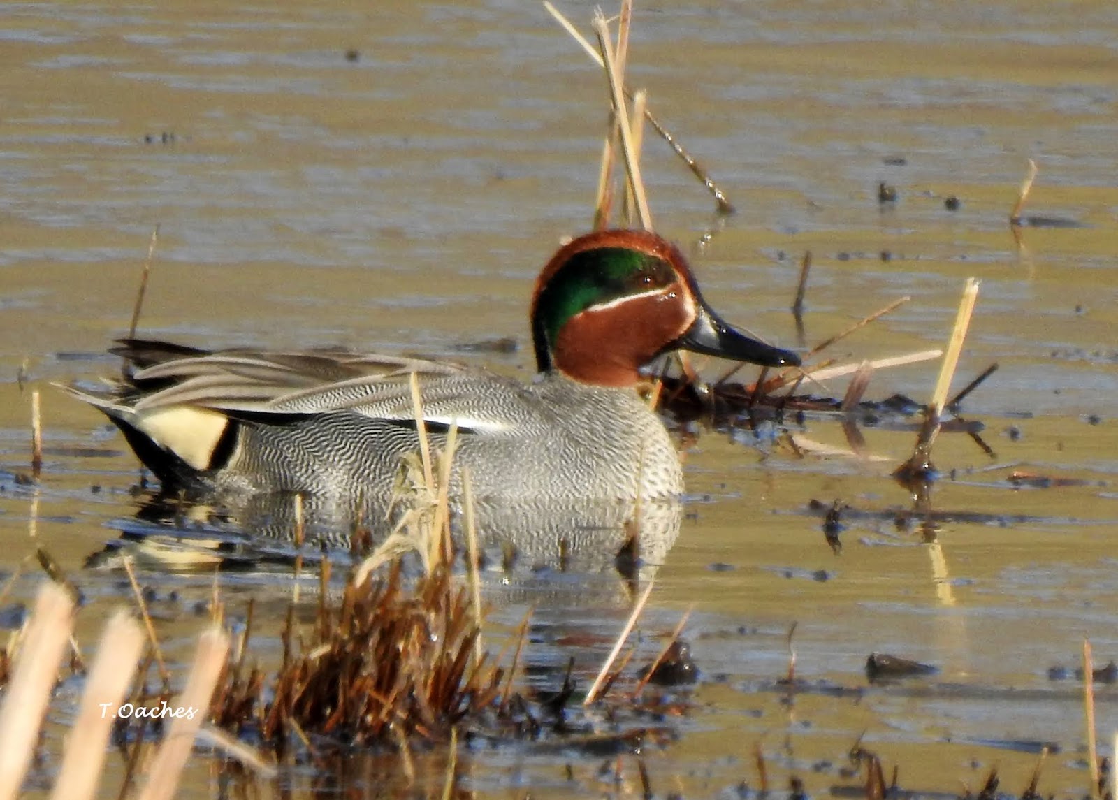 PASARI DIN ROMANIA: RATA MICA , Anas crecca