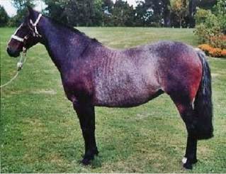 Extant Patagonian Horses Part III | Patagonian monsters