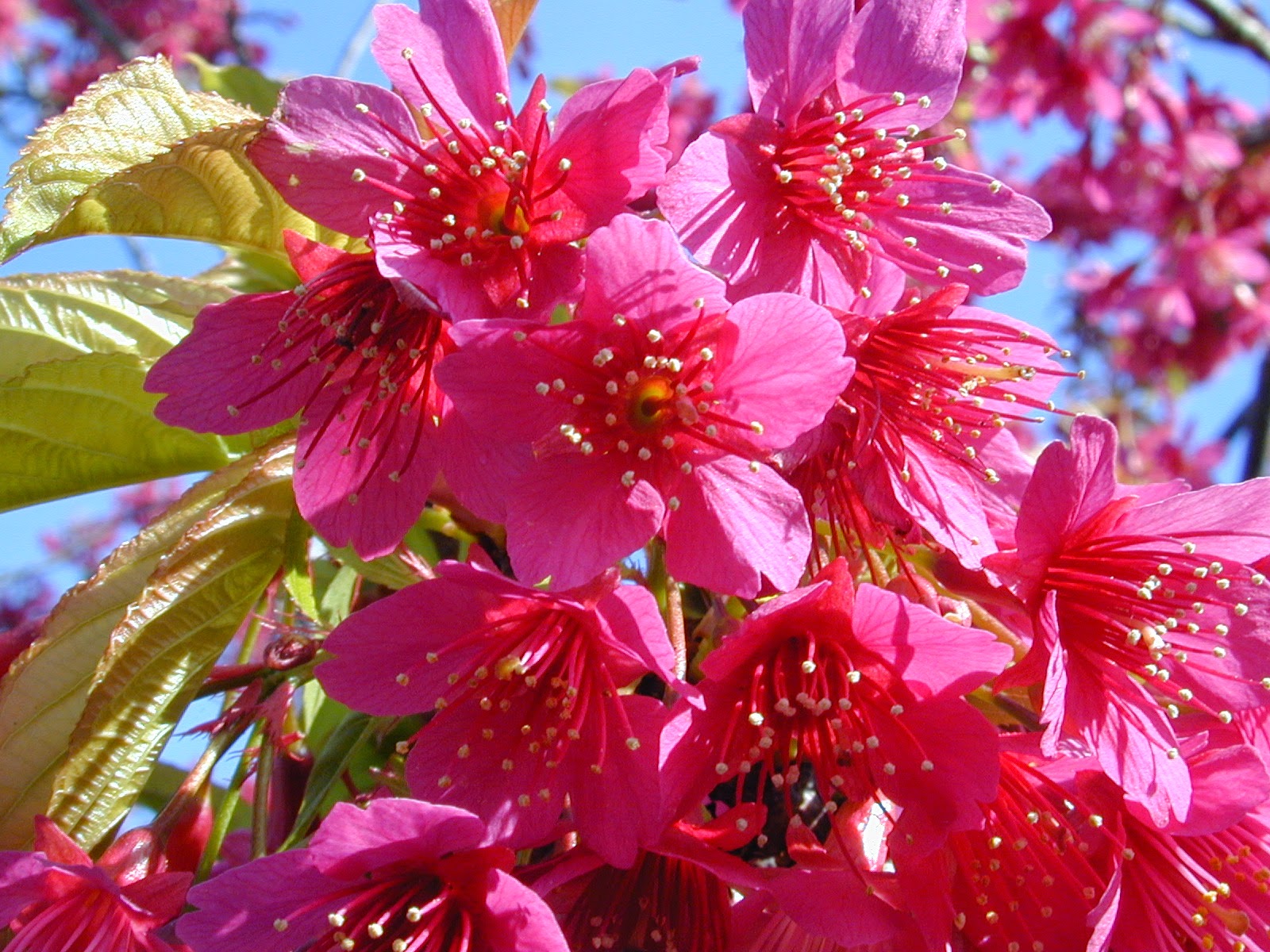 Trees of Santa Cruz County: Prunus campanulata - Taiwan Cherry Tree
