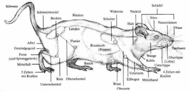 Theaterliebe: DIE RATTE