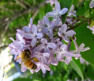 Robertson Bees: Favorite Photos