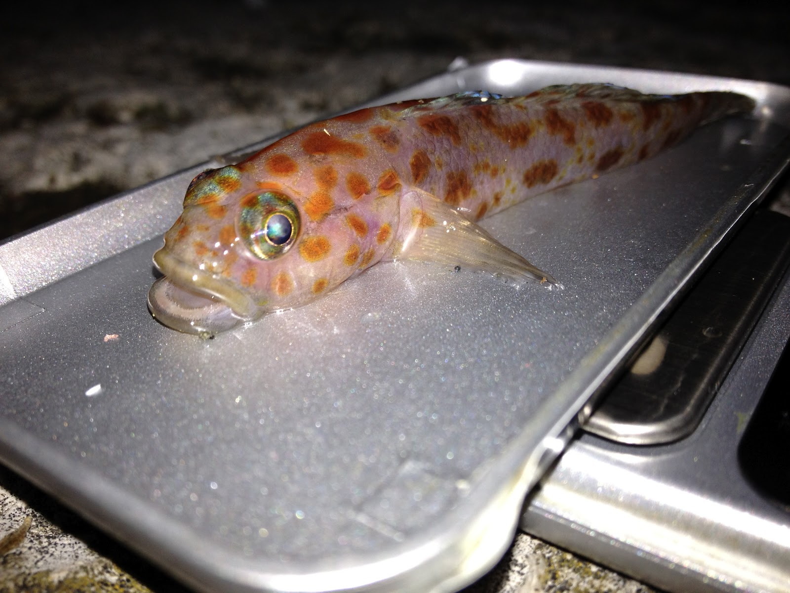 Next Generation Angling.: Leopard-spotted goby, (Thorogobius ephippiatus)