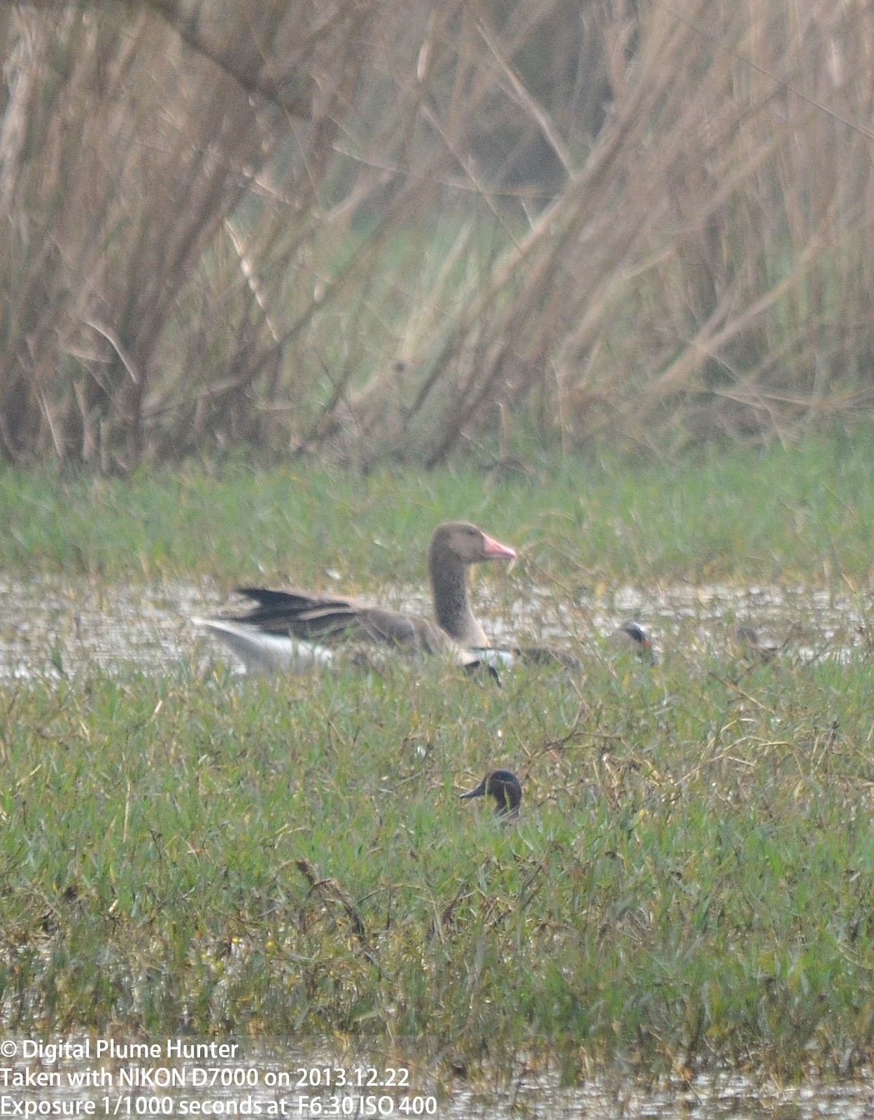 Hunting Digital Plumes in the US and Beyond: Birding the Extraordinary ...