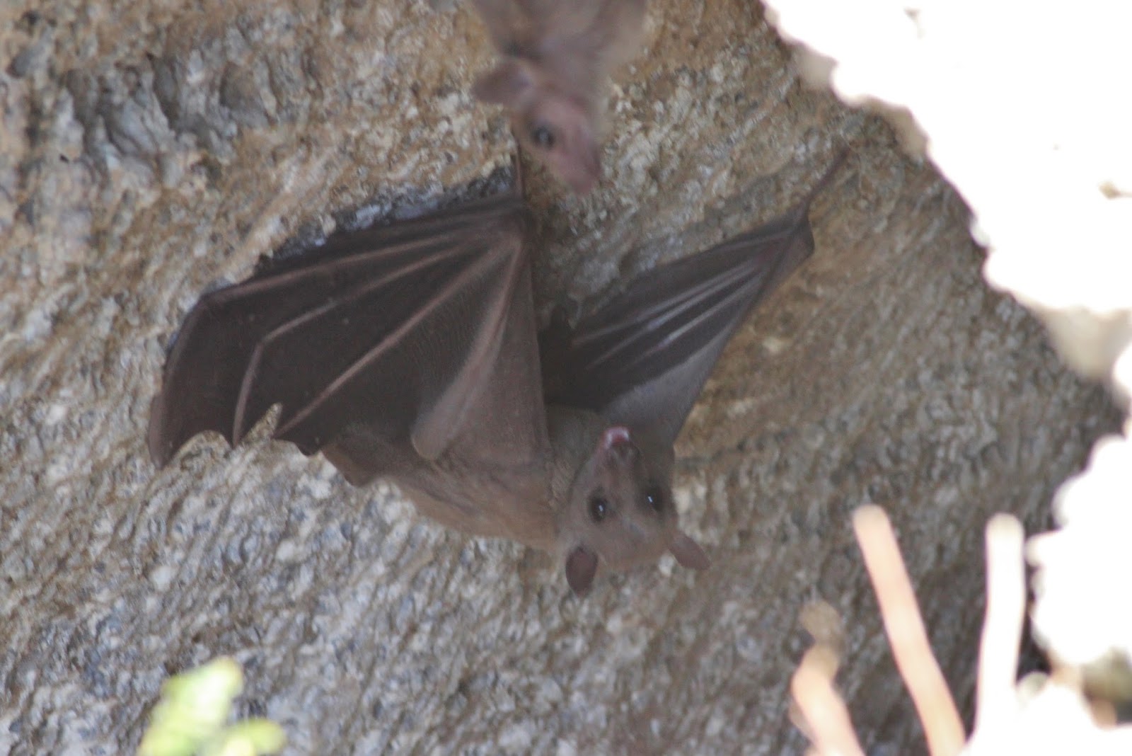Biodiversity of Cyprus by NGO Protection of the Natural Heritage and ...