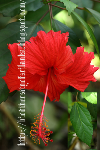 Biodiversity of Sri Lanka: වද/සපත්තු මල්[Wada/Sapaththu Mal]/Shoe ...