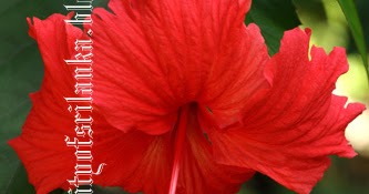 Biodiversity of Sri Lanka: වද/සපත්තු මල්[Wada/Sapaththu Mal]/Shoe ...