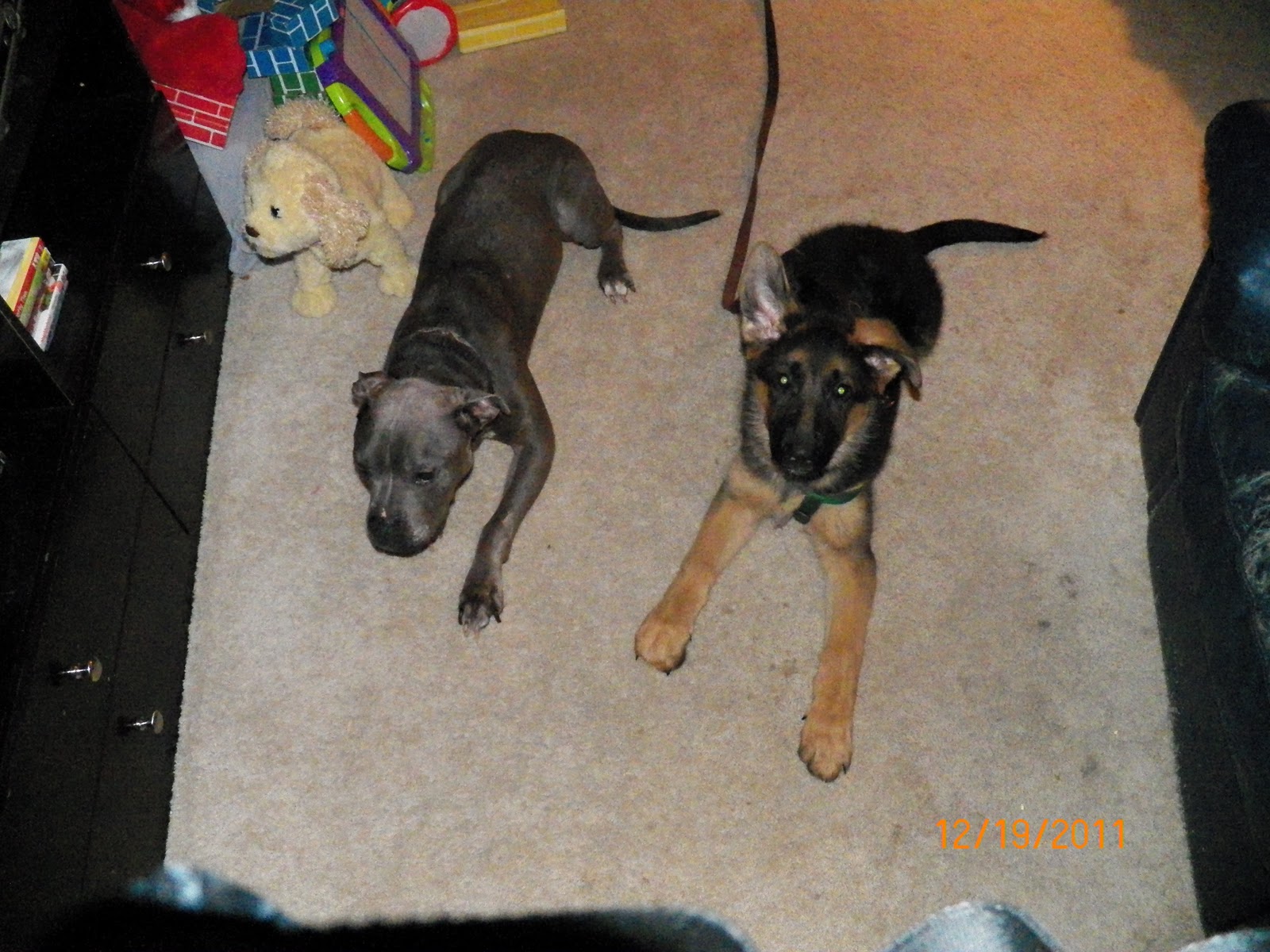 Family Dogs and growing babies....life, lessons and love!: Puppies ...