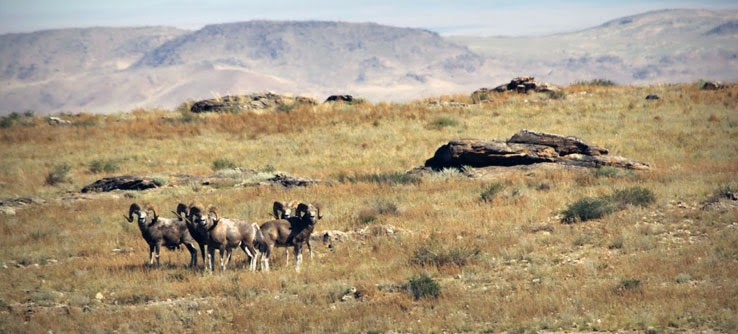 Honors Biology Class 1: Mongolian Steppe Biome (with disaster)