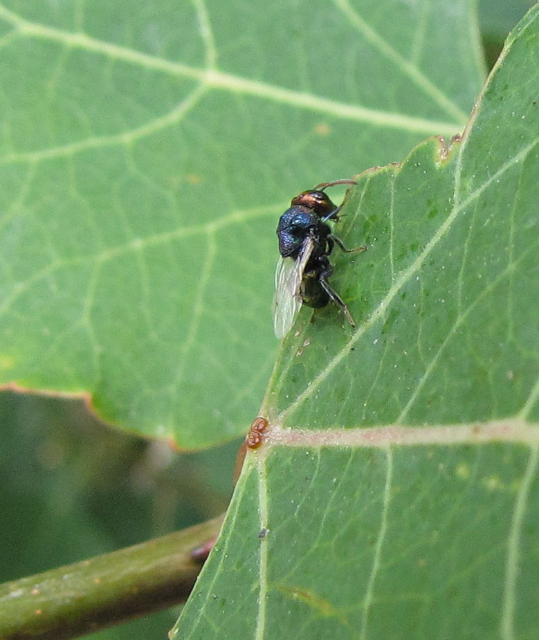 Bug Eric: Wasp Wednesday: Perilampid Wasps