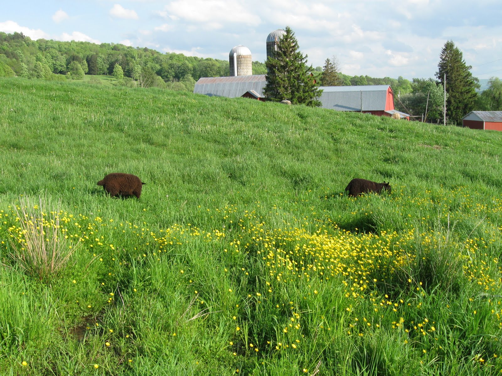 Maggie's Farm: Lush, Green Pastures