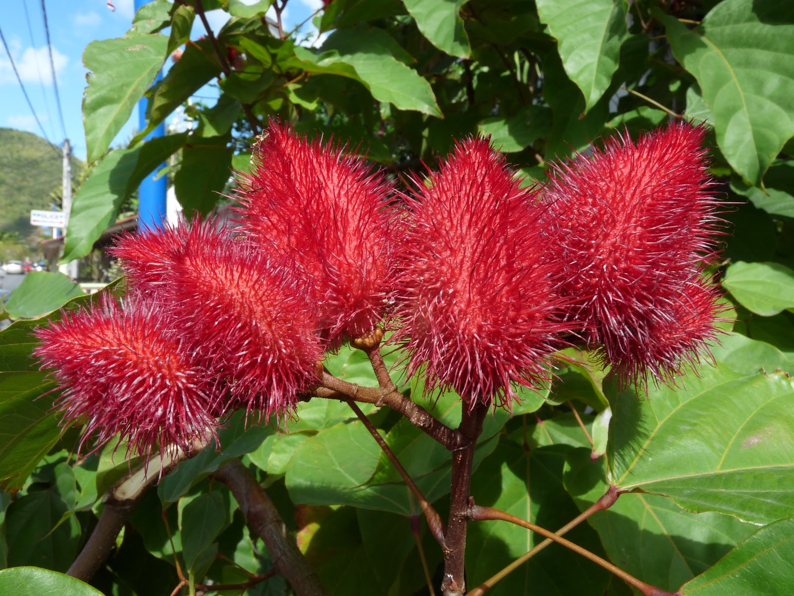 Persil et oignon pays: Sur le bord de la route