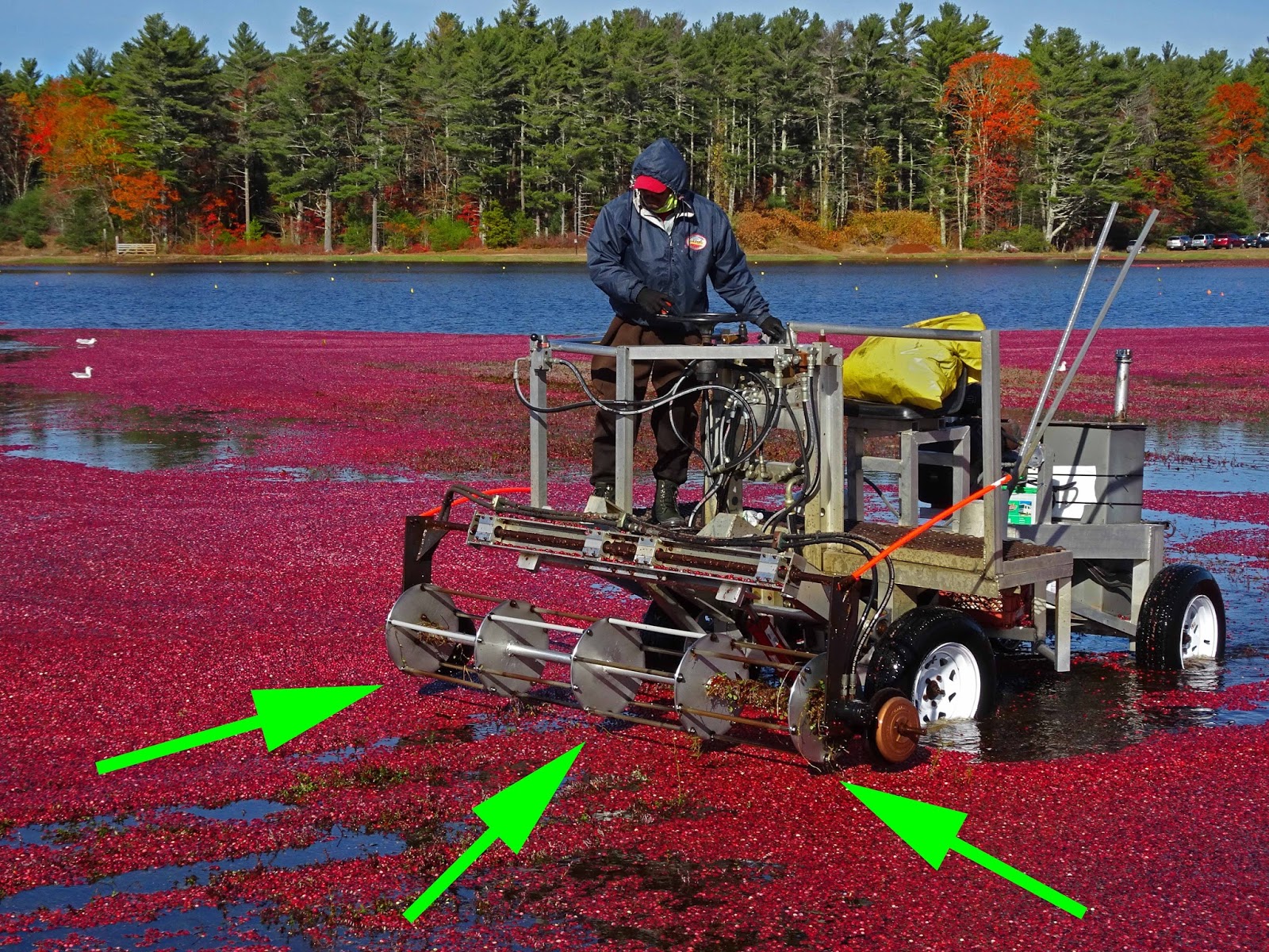 Joe's Retirement Blog: A Cranberry Harvest, Slocum-Gibbs Cranberry ...