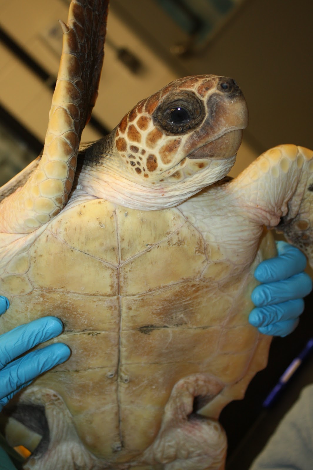 Marine Animal Rescue Team Blog