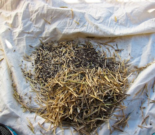 Daphne's Dandelions: Winnowing Seeds