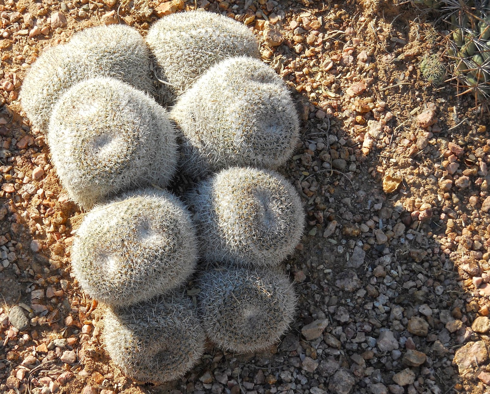 Oddball Observations : GERTRUDE'S, CACTI AND MONARCHS