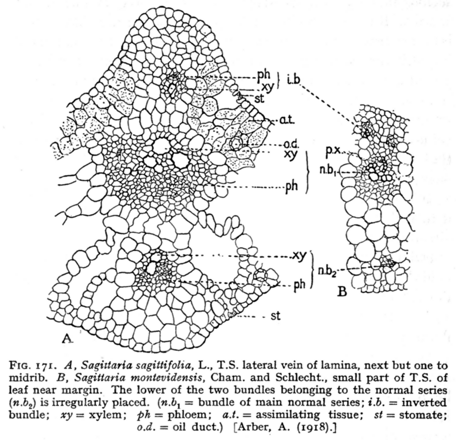 Agnes Arber - Alchetron, The Free Social Encyclopedia