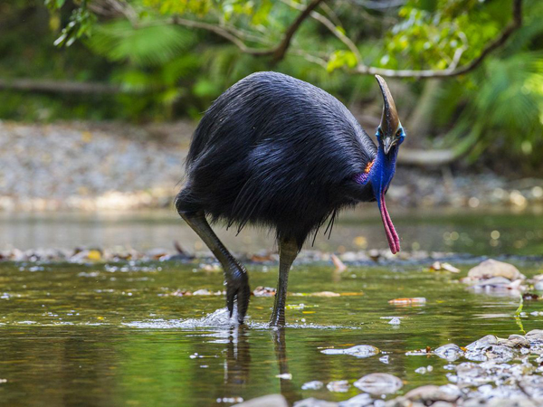 Animales: Animales: Casuario