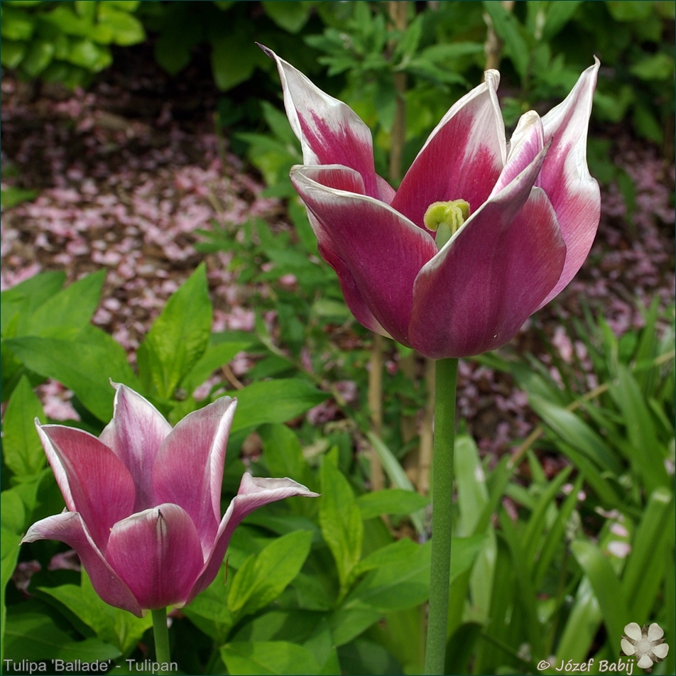 Plant Gallery - Encyklopedia Roślin: Tulipa 'Ballade' - Tulipan 'Ballade'