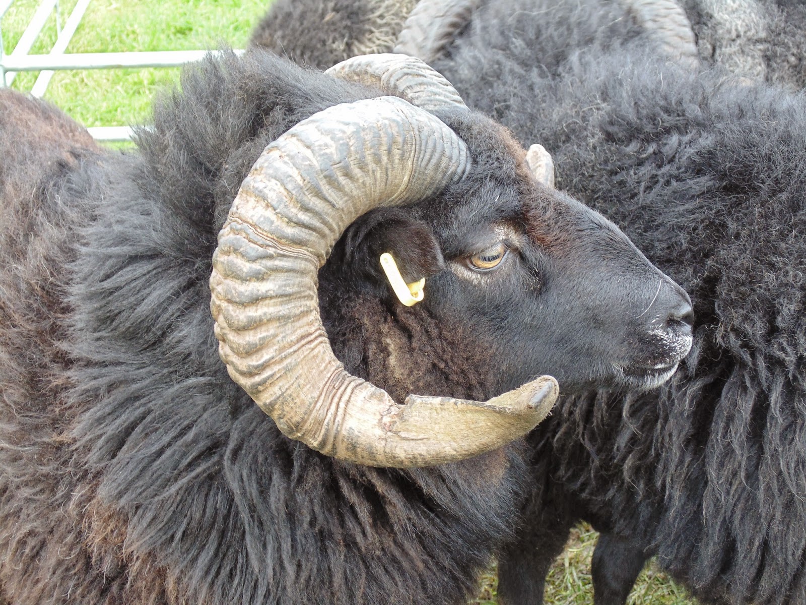 Croft 2A: some of the Tups