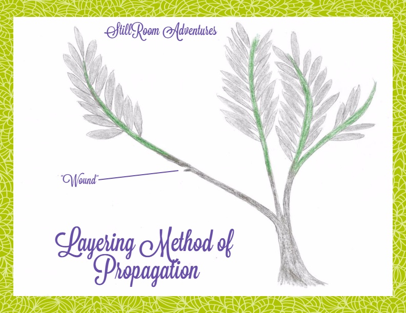 Propagation
