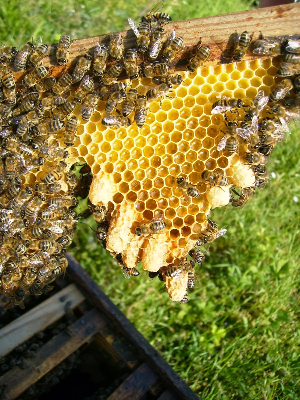 ANA ARI ÜRETİMİ, ANA ARI BİLGİ...