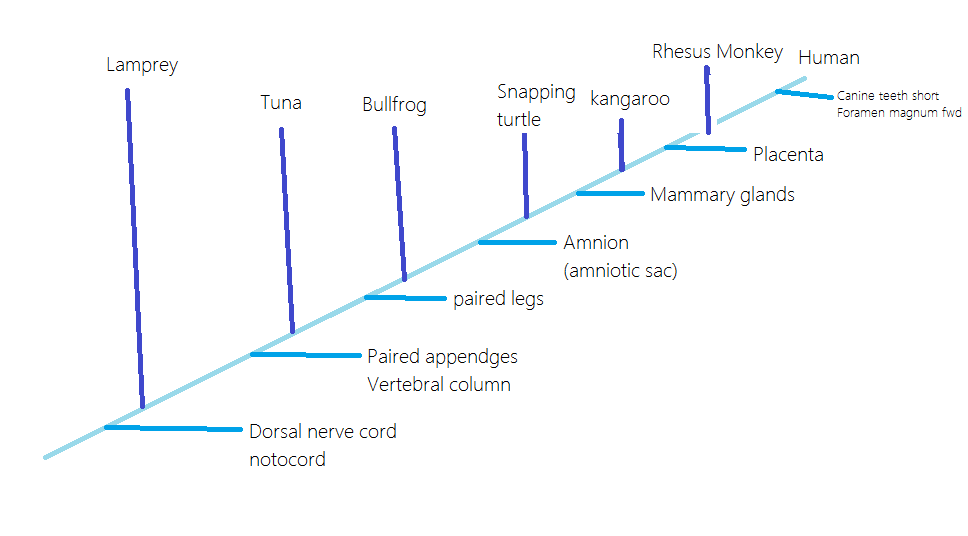 (AP) Biology: Chapter 19 & 20