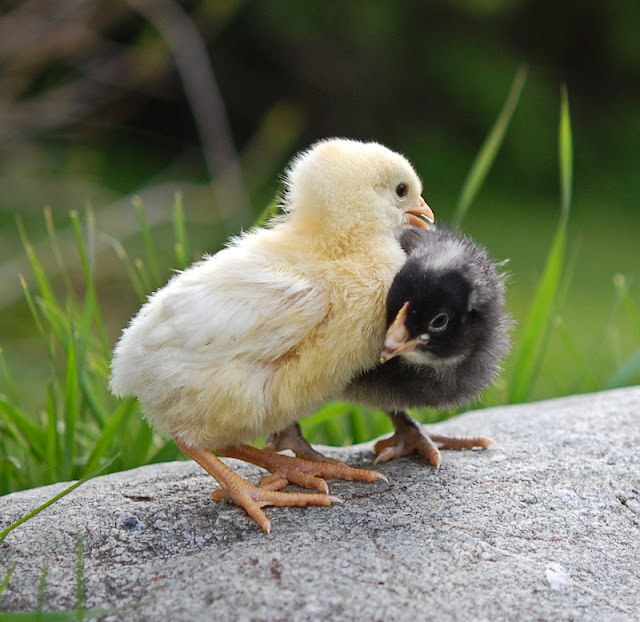 synch-ro-ni-zing: How to Bloom: chicks, blossoms, and a Rilke poem