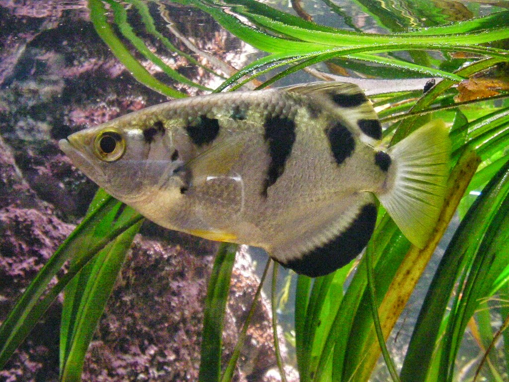 ARCHER FISH photos - wallpapers | the fun bank