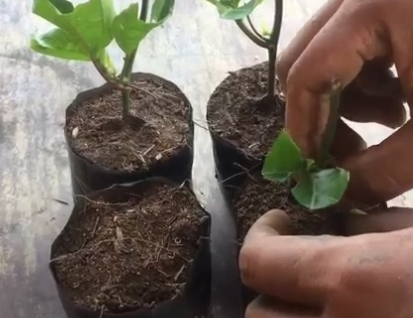 Cara STEK TANAMAN Secara Mudah - Tips dan Trick