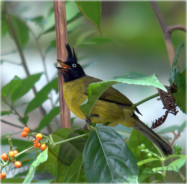 wanzai99 PHOTOGRAPHY: Burung Merbah Jambul Hitam