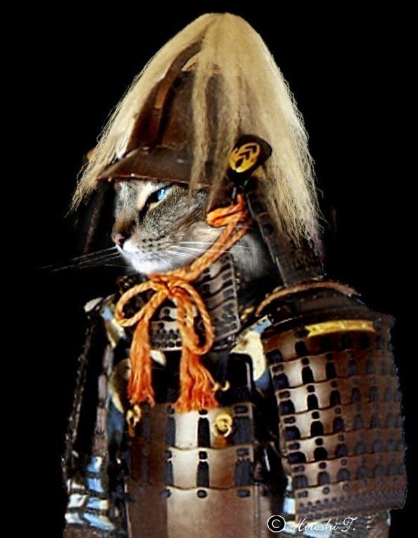 Adorable Pictures of Samurai Cats | Weird Things, Weird Pictures, Photo ...