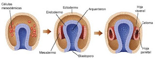 HISTOLOGÍA Y ORGANOGRAFÍA ANIMAL: Gastrula triblástica